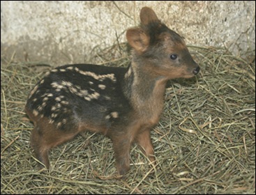 ...A VERY FAIRY GARDEN...: ~Pudu